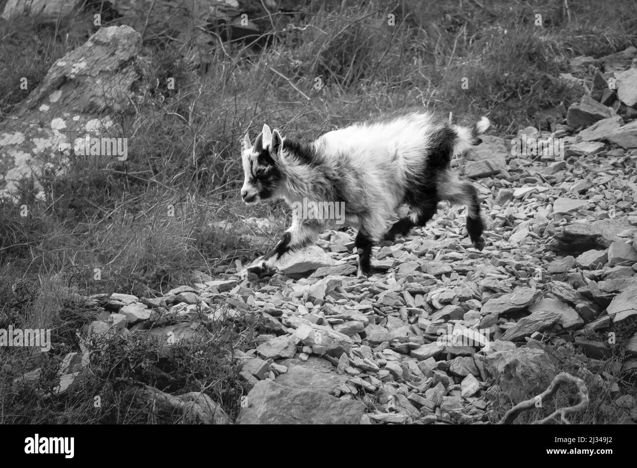 Lose wilde tiere -Fotos und -Bildmaterial in hoher Auflösung – Alamy
