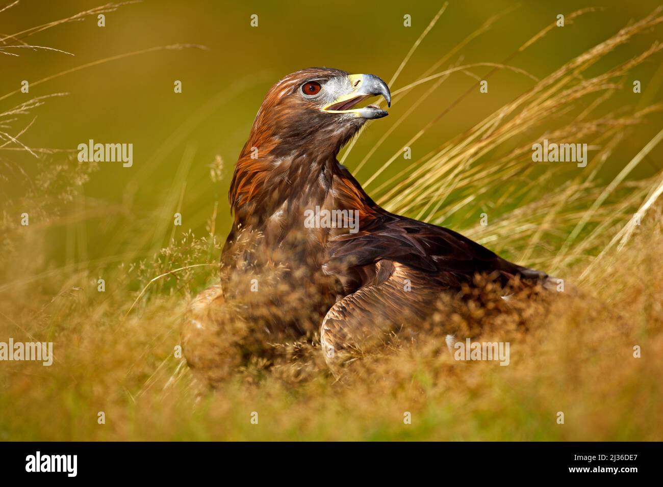 Porträt des Goldenen Adlers, sitzend im braunen Gras. Wildlife-Szene ...
