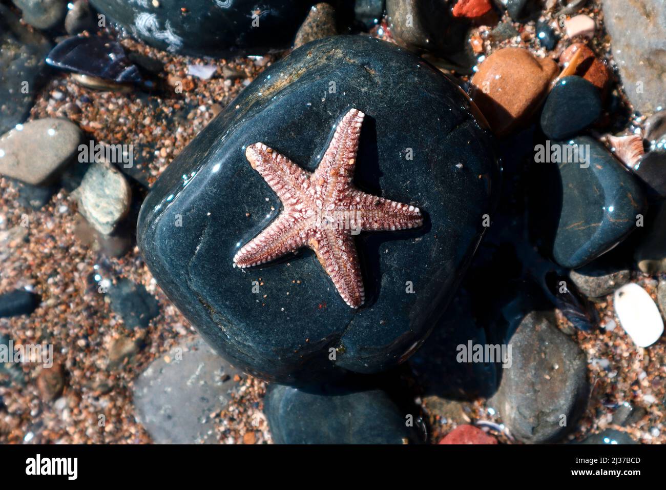 Seestern am kiesstrand -Fotos und -Bildmaterial in hoher Auflösung – Alamy