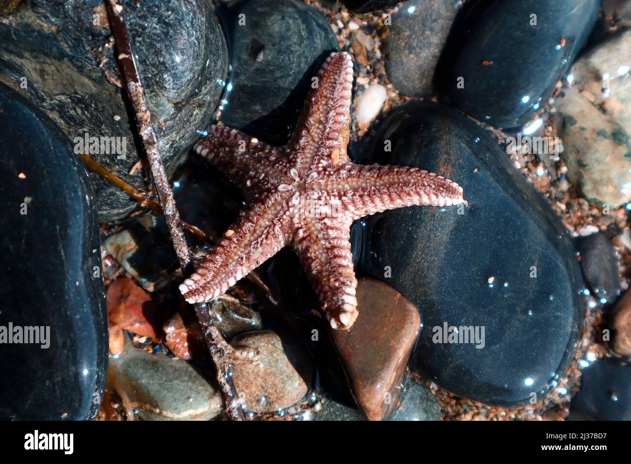 Seestern am kiesstrand -Fotos und -Bildmaterial in hoher Auflösung – Alamy