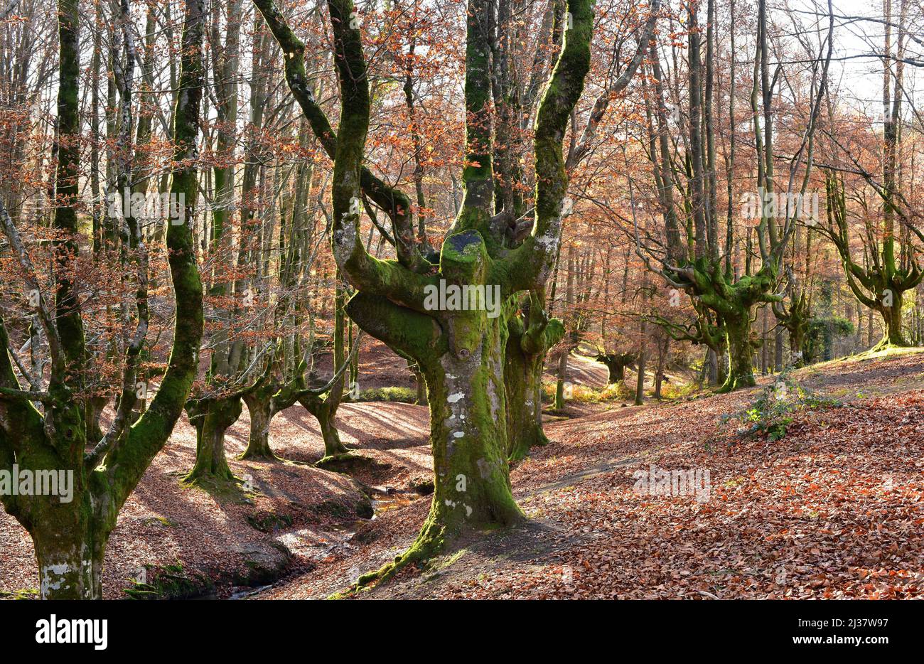 Rotbuche fagus sylvatica im winter -Fotos und -Bildmaterial in hoher ...