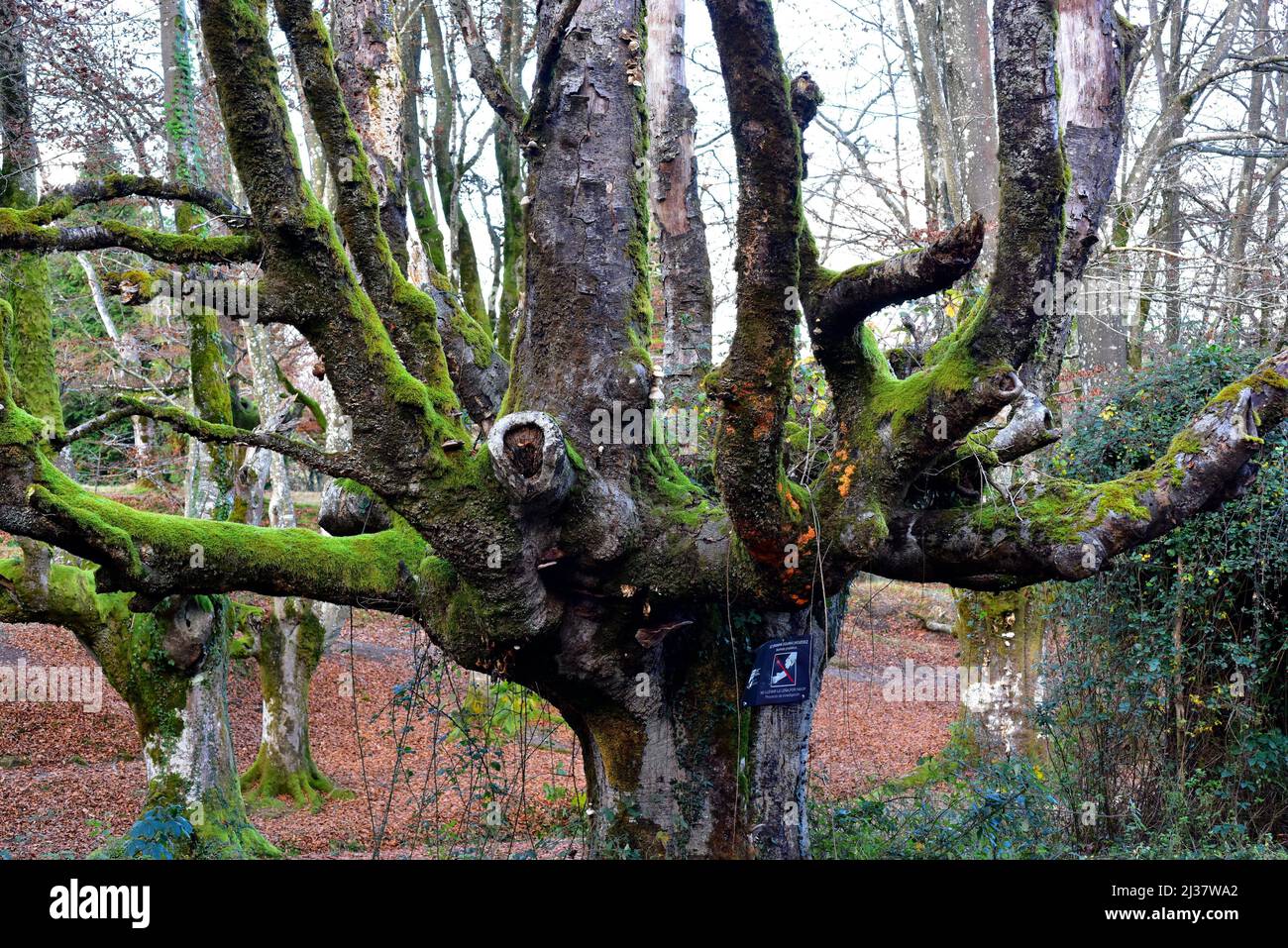 Europäische Buche (Fagus sylvatica) ist ein Laubbaum, der in den Bergen ...