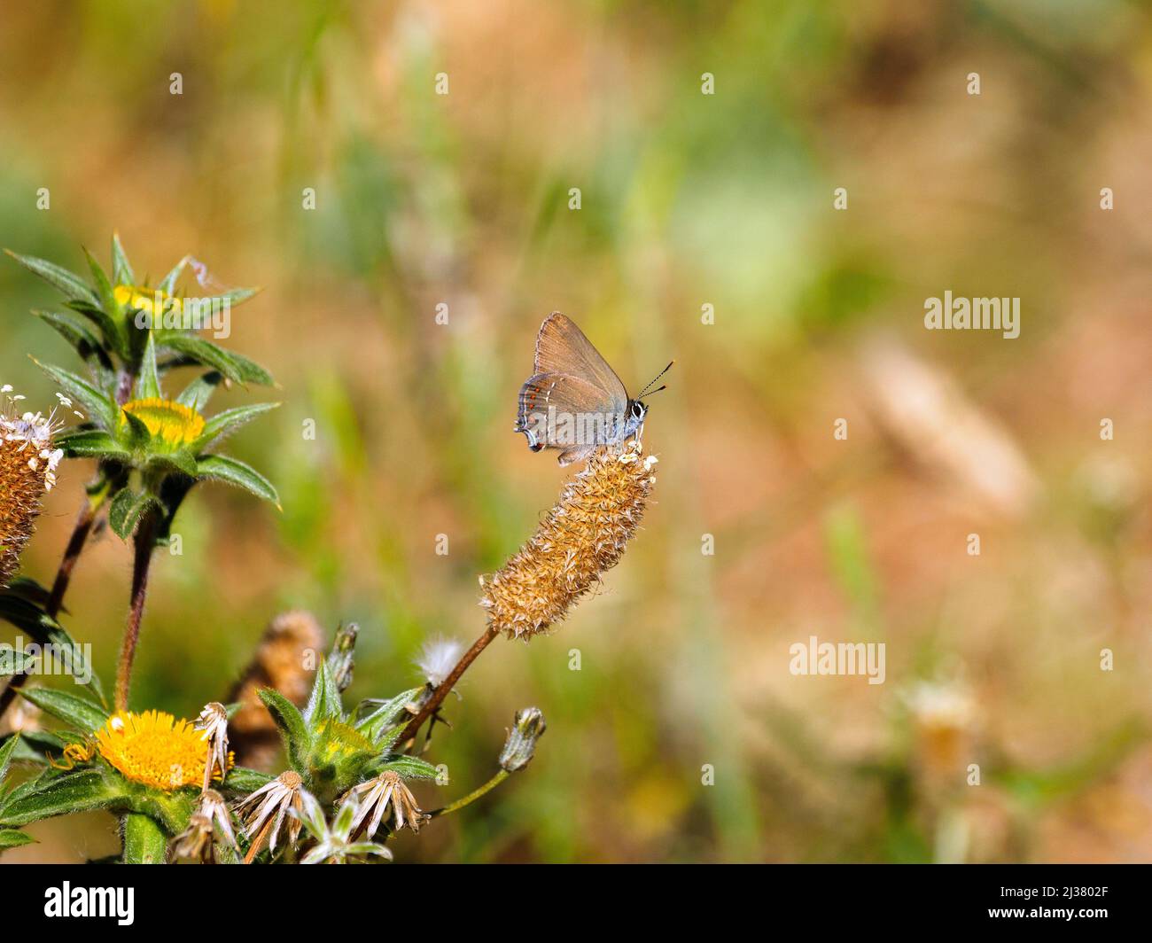 Satyrium esculi, Lycaenidae, Theclinae, marroneta de l’alzina ...