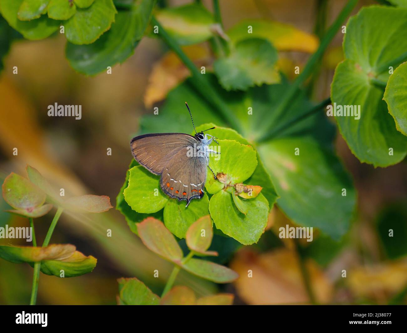 Satyrium esculi, Lycaenidae, Theclinae, marroneta de l’alzina ...