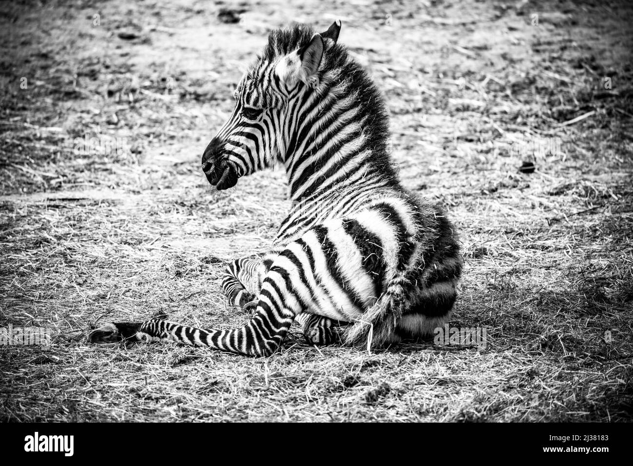 Zebra burger -Fotos und -Bildmaterial in hoher Auflösung – Alamy