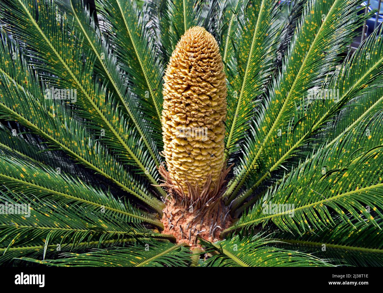 Sago Palm Cycas Revoluta Closeup Stockfotos und -bilder Kaufen - Alamy