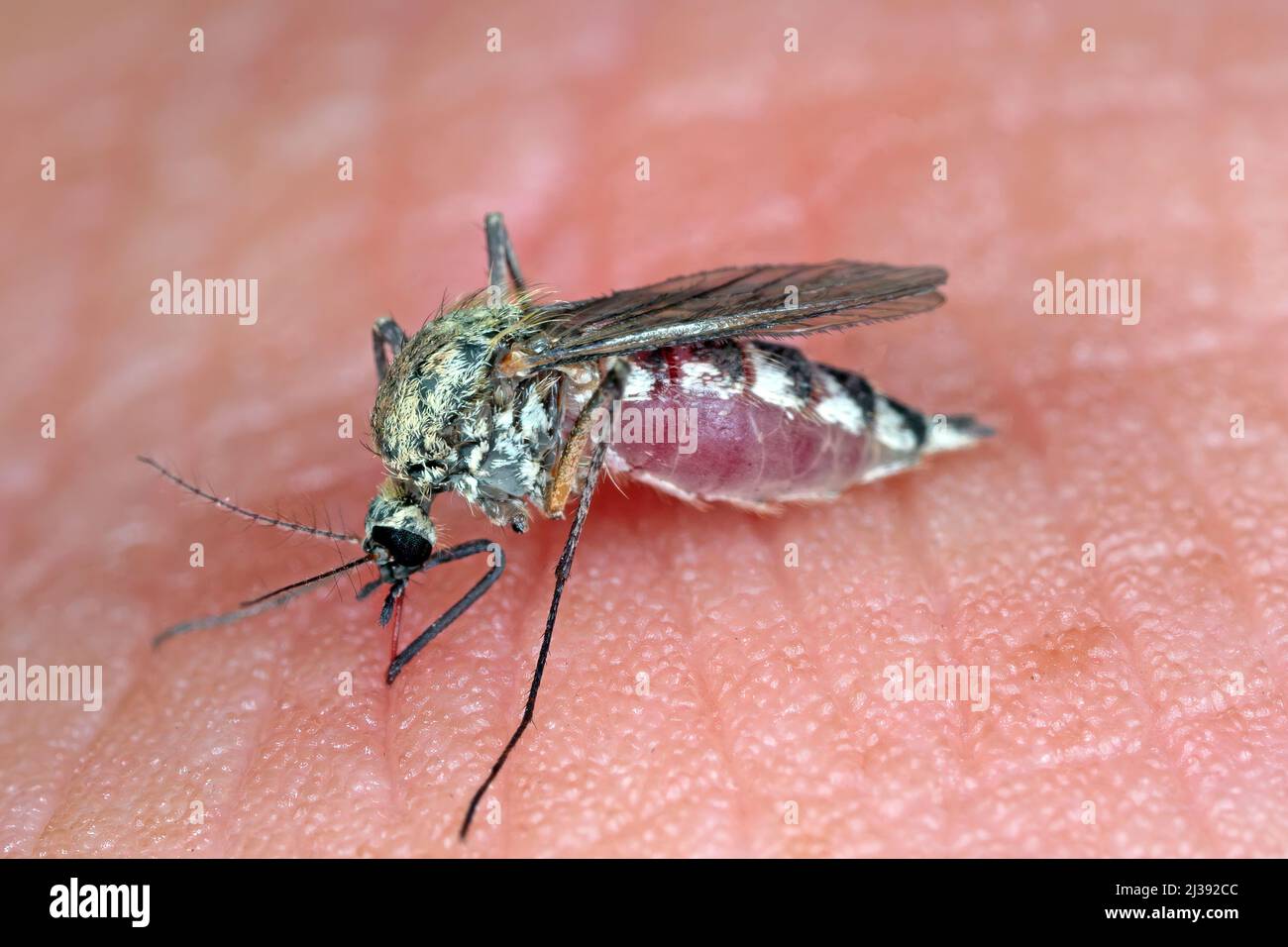 Yellow fever mosquito -Fotos und -Bildmaterial in hoher Auflösung – Alamy