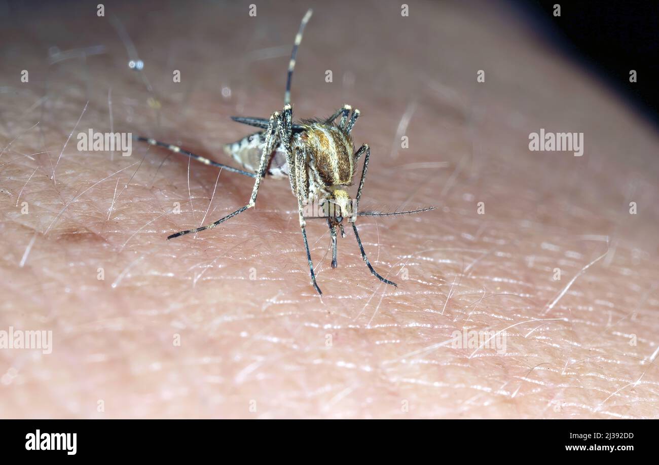 Yellow fever mosquito -Fotos und -Bildmaterial in hoher Auflösung – Alamy