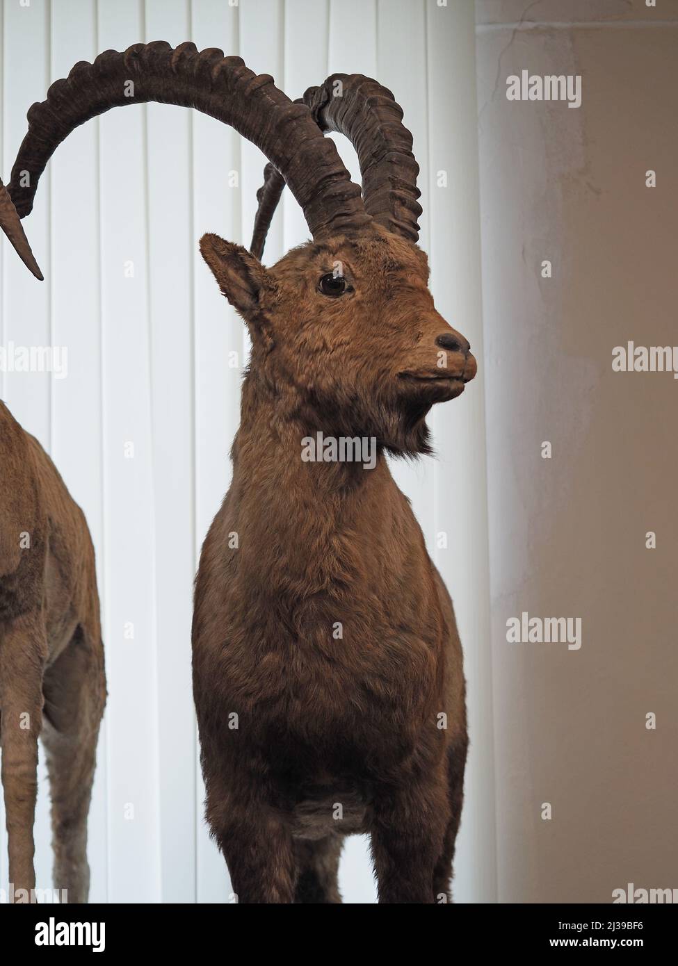 Sibirische Bergziege. Eine Art von Artiodaktylen aus der Gattung ...