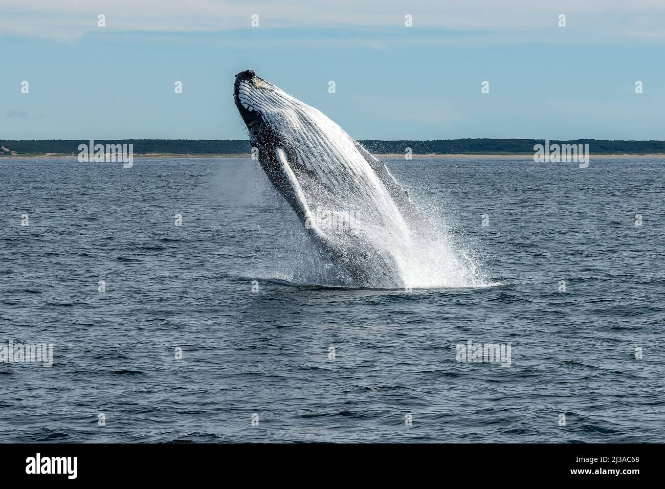 Buckelwal springt in wasser -Fotos und -Bildmaterial in hoher Auflösung ...