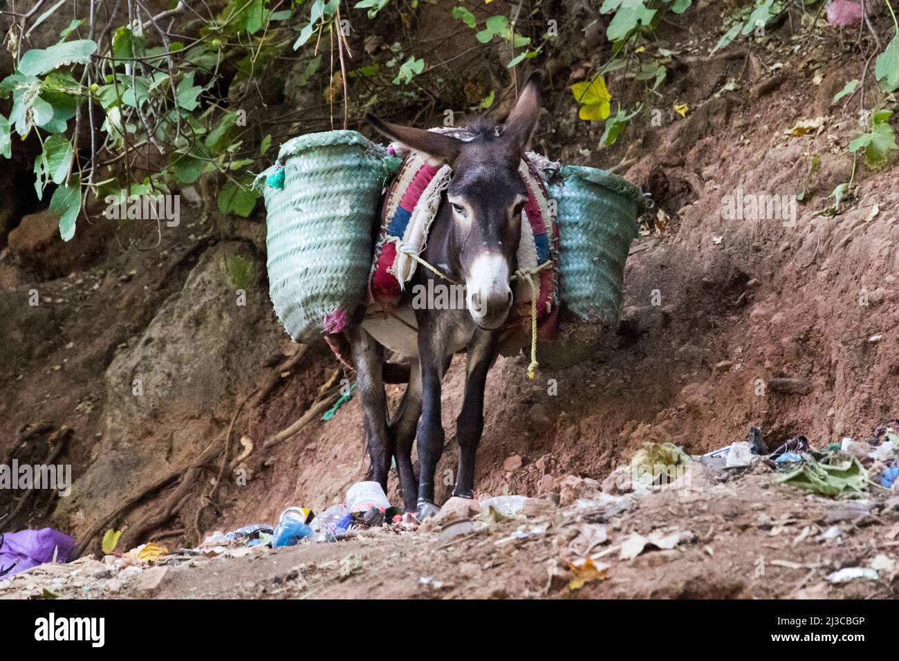 Esel in den bergen -Fotos und -Bildmaterial in hoher Auflösung – Alamy