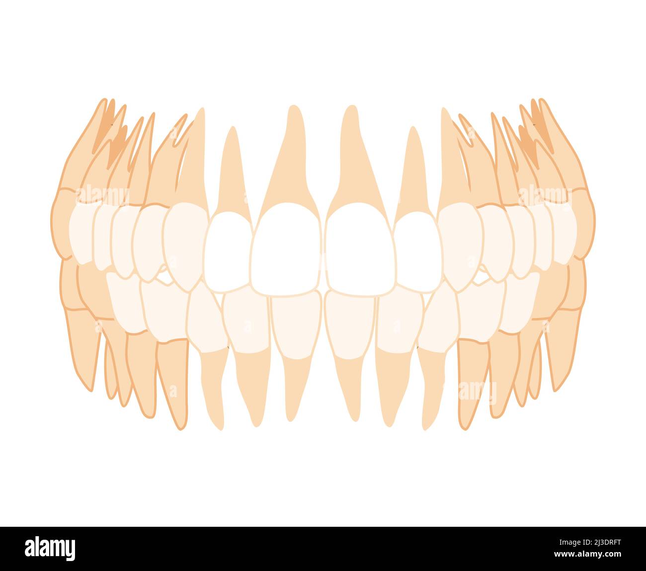 Human Teeth Protheseseset Nahaufnahme Vorderansicht. Modell der ...