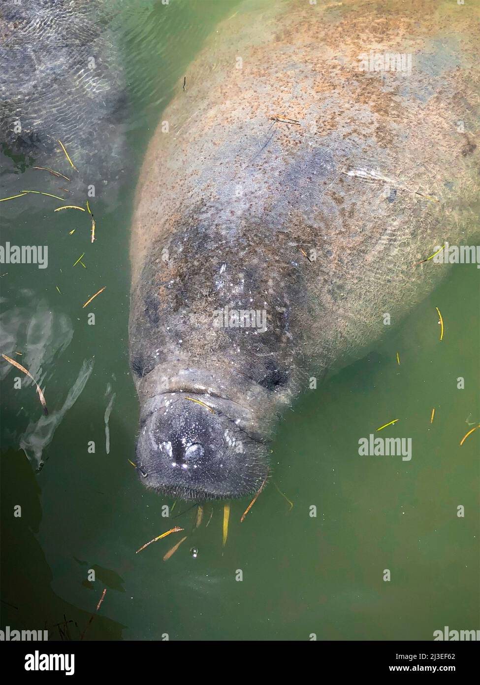 Seekuh grasen -Fotos und -Bildmaterial in hoher Auflösung – Alamy