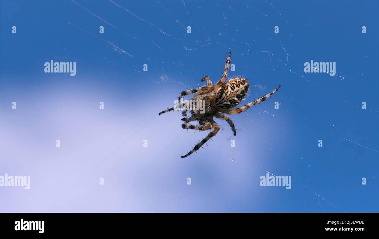 Wilde Raubspinne im Netz. Kreativ. Große Spinne auf dem Netz auf dem ...