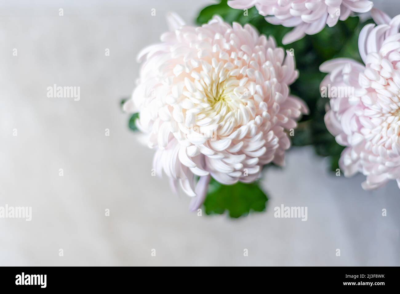 Chrysantheme grandiflorum -Fotos und -Bildmaterial in hoher Auflösung ...
