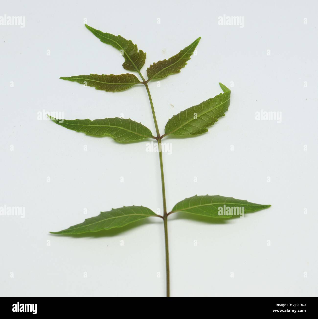 Neem hintergrund -Fotos und -Bildmaterial in hoher Auflösung – Alamy