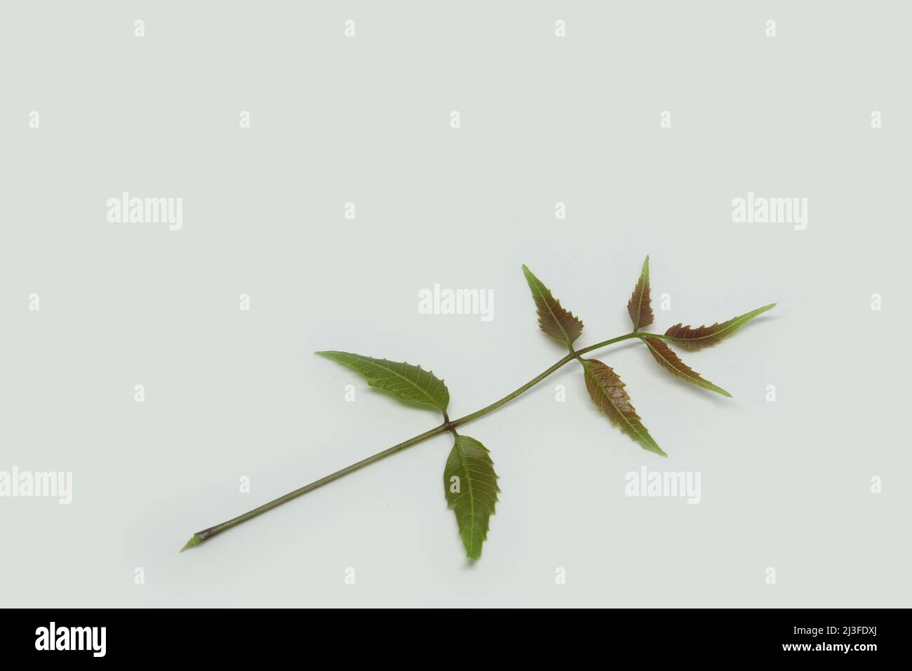 Neem blumen -Fotos und -Bildmaterial in hoher Auflösung – Alamy