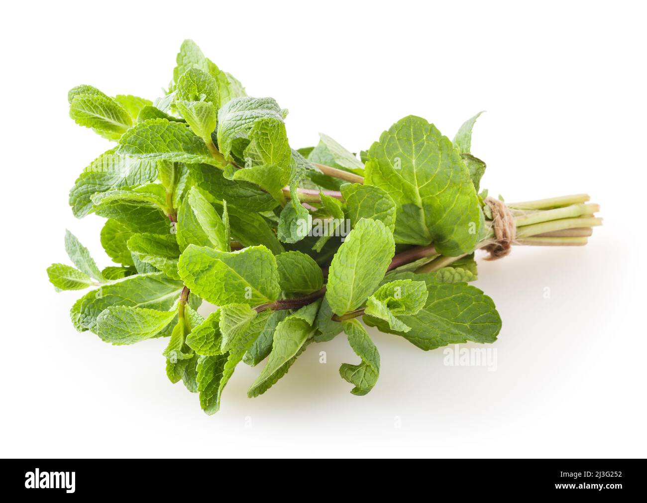 Zweig pfefferminze -Fotos und -Bildmaterial in hoher Auflösung – Alamy