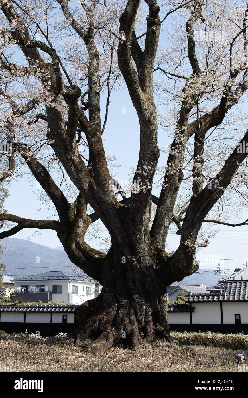 iida, nagano, japan, 2022/02/04 , The Osahime Edohigan Cherry Tree. Es ...