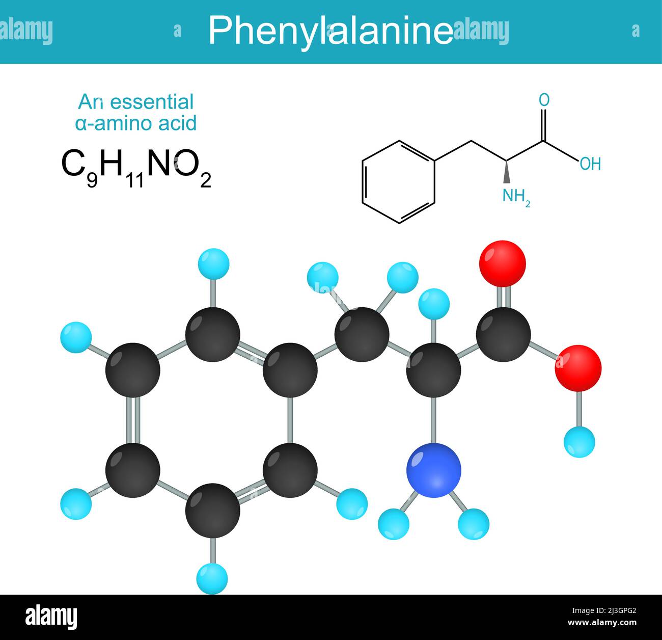 Phenylalanine amino acid molecule -Fotos und -Bildmaterial in hoher ...