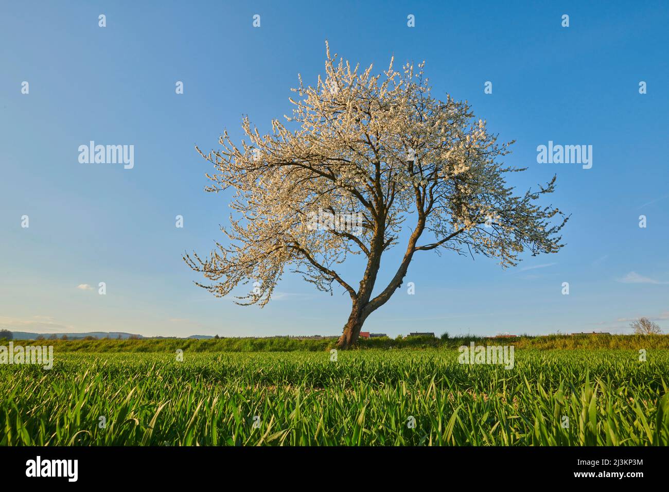 Kirsche, herbe Kirsche oder Zwergkirsche (Prunus cerasus) blühender ...