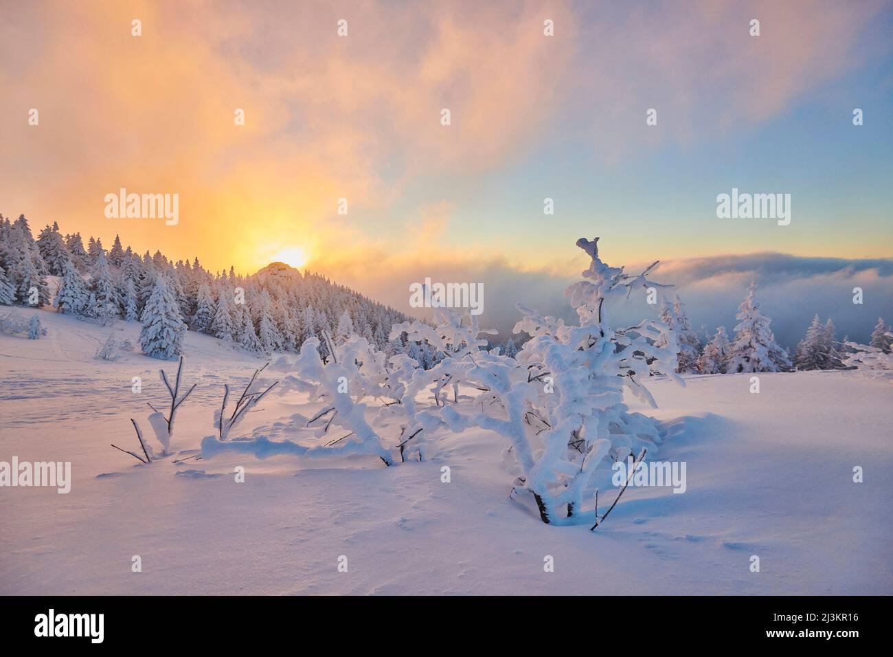 Gefrorener Tannenbaum oder Fichte (Picea abies) bei Sonnenaufgang auf ...