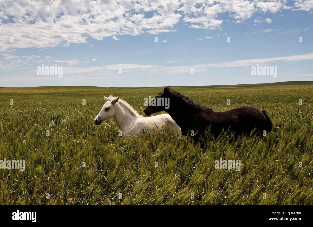 Albinismus tiere -Fotos und -Bildmaterial in hoher Auflösung – Alamy