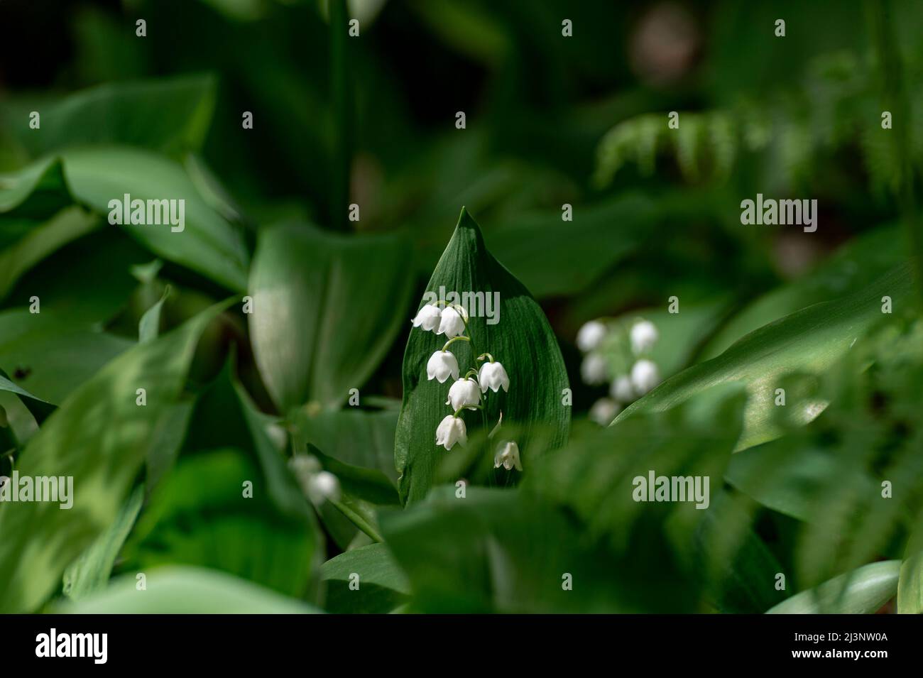 Wilde maiglöckchen -Fotos und -Bildmaterial in hoher Auflösung – Alamy