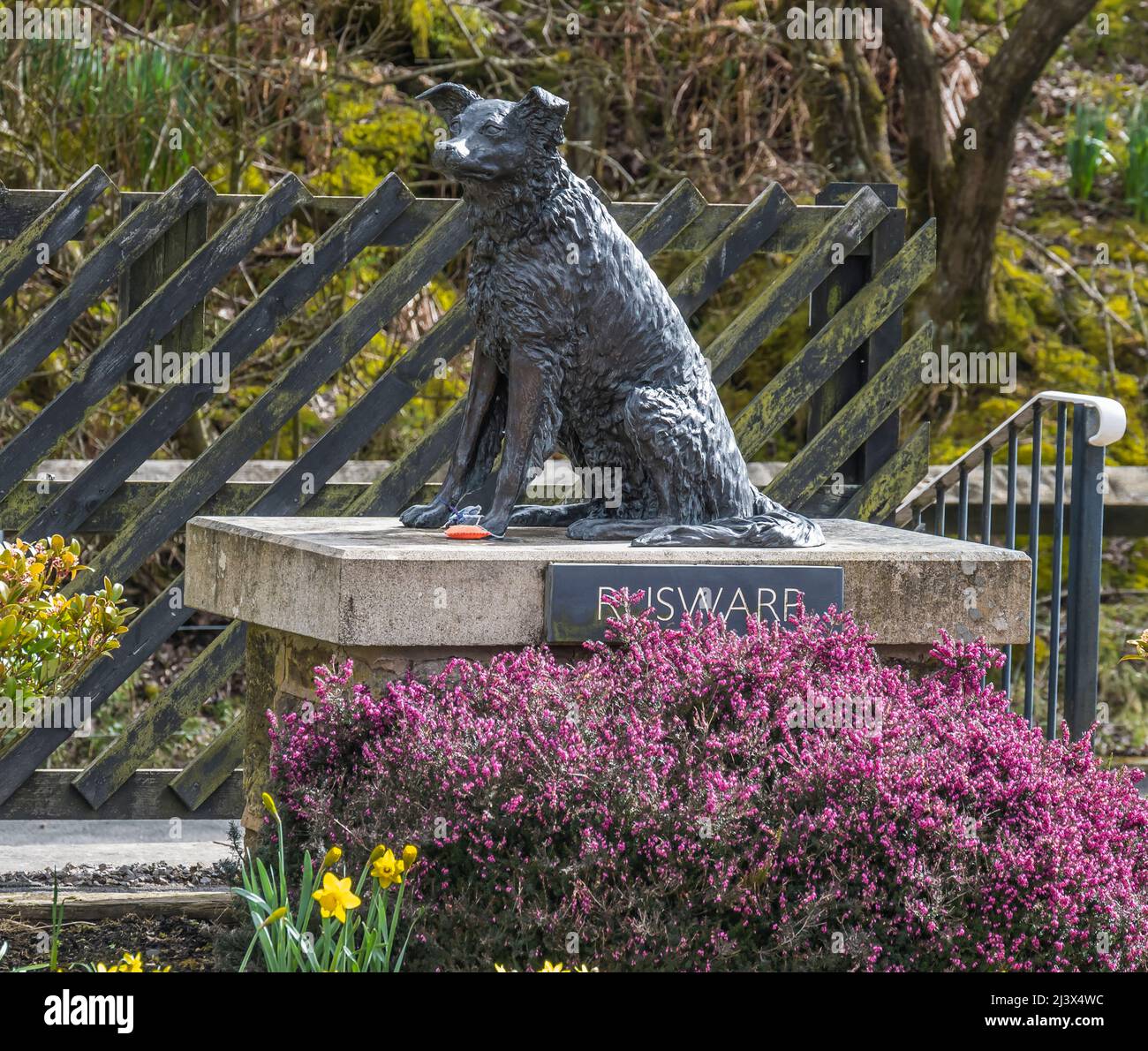 Die geschichte von ruswarp, dem border collie -Fotos und -Bildmaterial ...