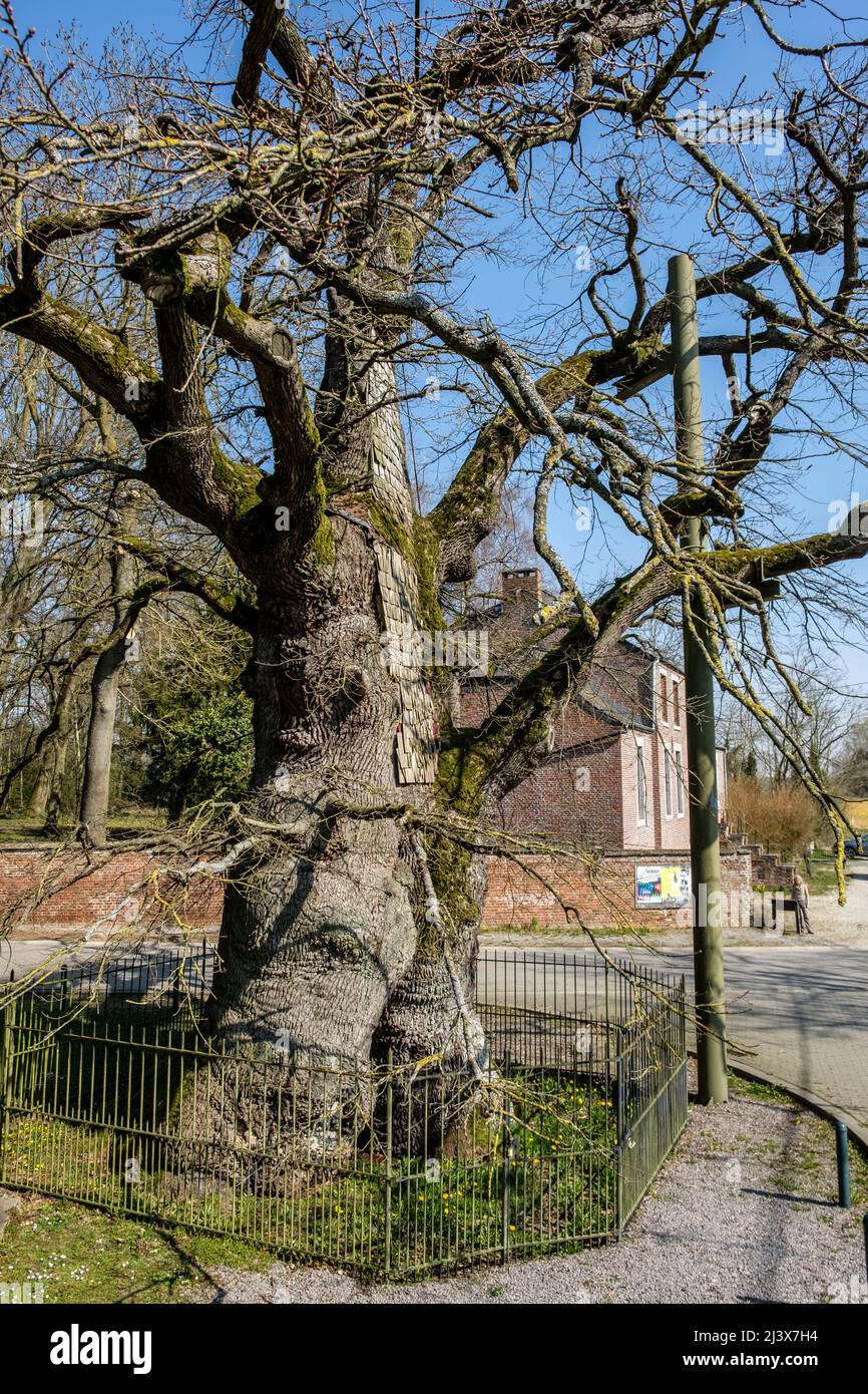 Das Dorf Liernu - die große Eiche von Liernu eine 1000 Jahre alte Eiche ...