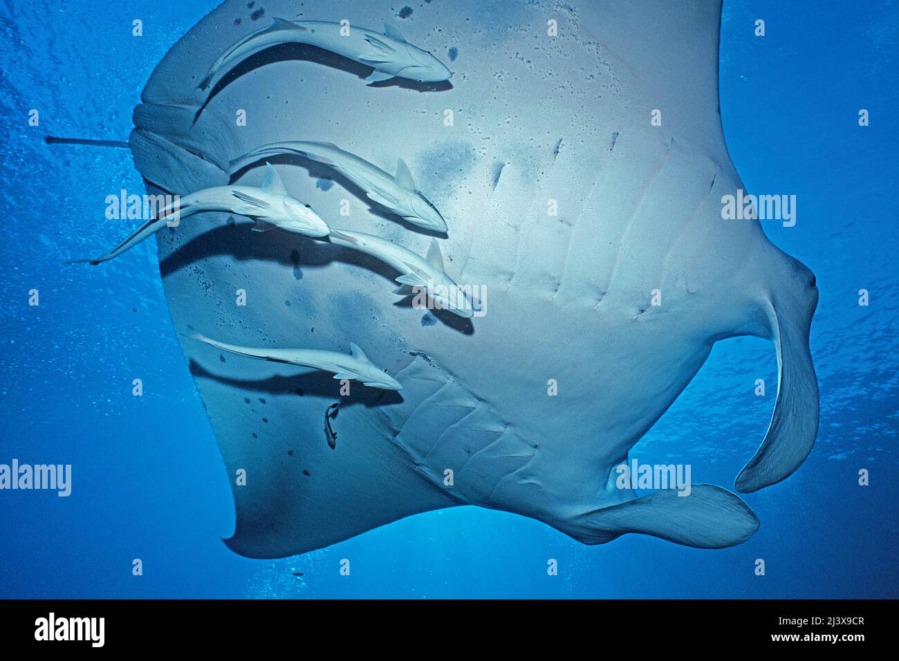 Manta malediven -Fotos und -Bildmaterial in hoher Auflösung – Alamy