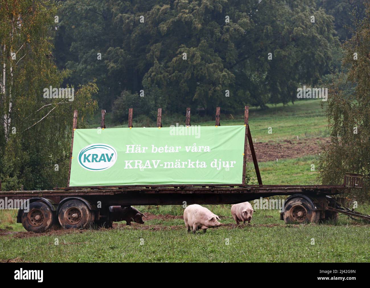 Krav logo -Fotos und -Bildmaterial in hoher Auflösung – Alamy