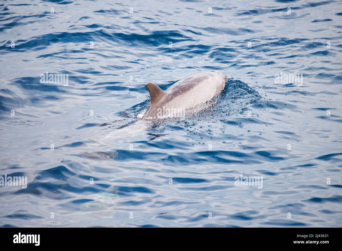 Delfin flosse -Fotos und -Bildmaterial in hoher Auflösung – Alamy