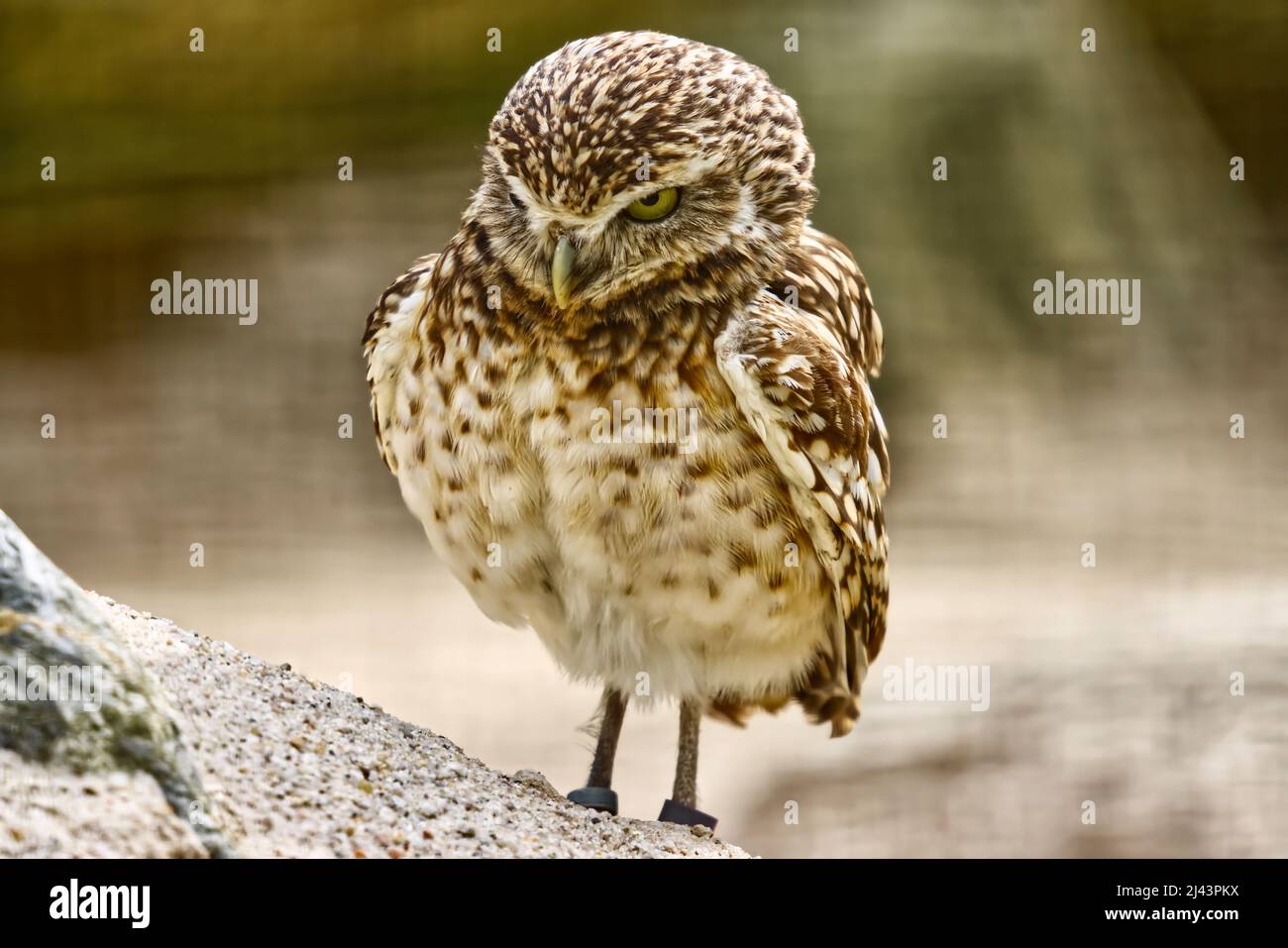 Eule schaut -Fotos und -Bildmaterial in hoher Auflösung – Alamy