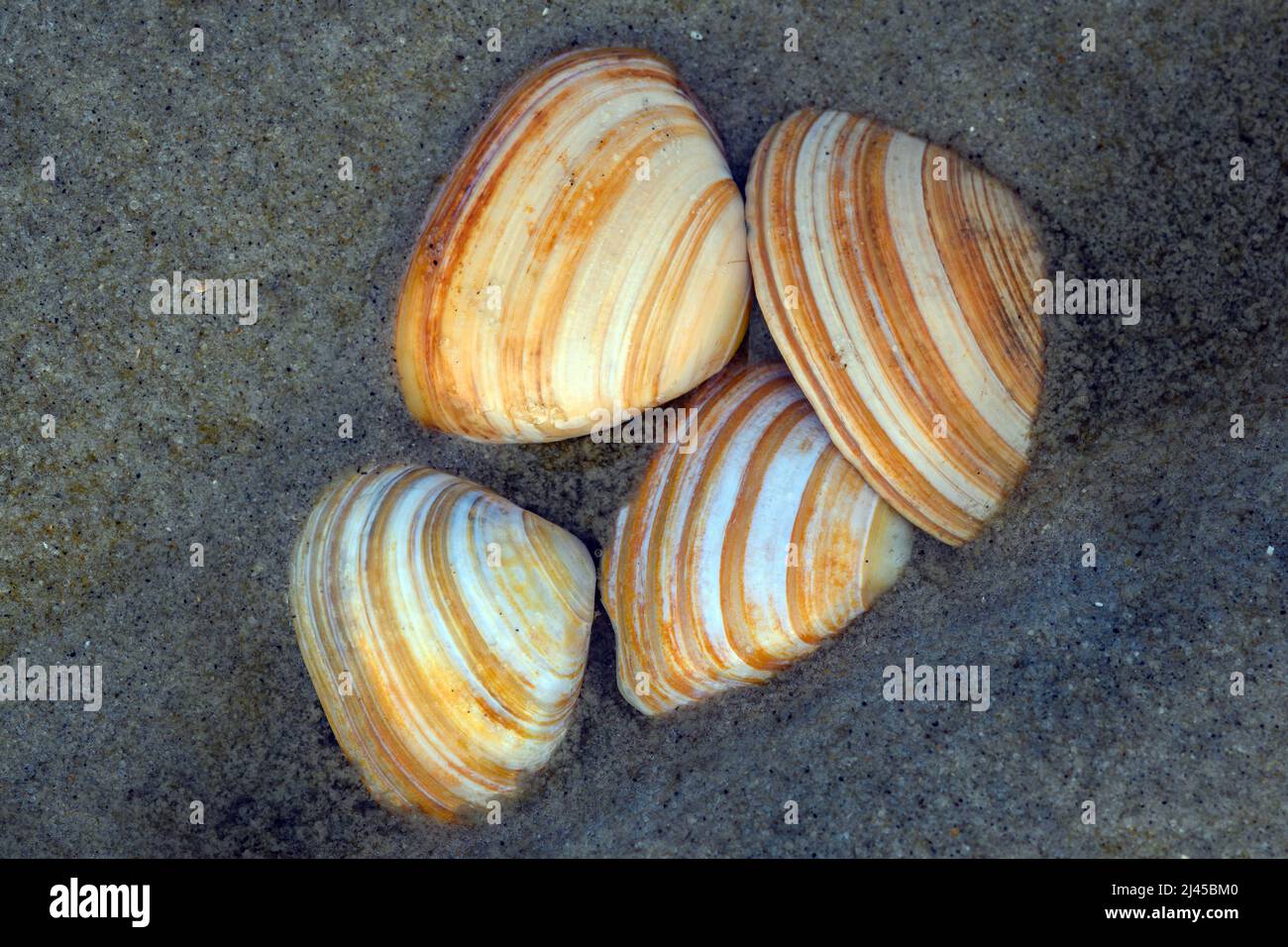 Limecola balthica -Fotos und -Bildmaterial in hoher Auflösung – Alamy