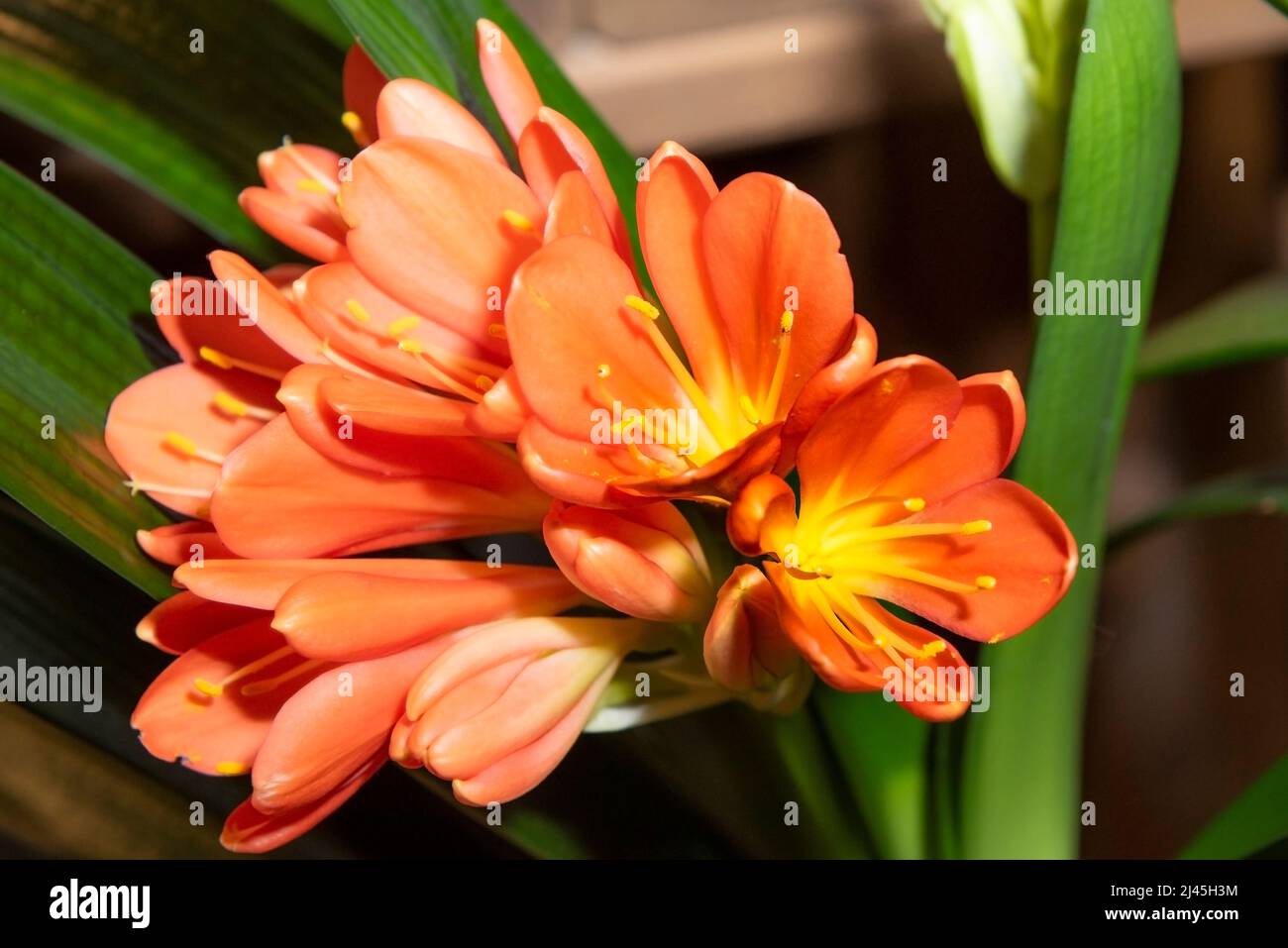 Bush lily -Fotos und -Bildmaterial in hoher Auflösung – Alamy
