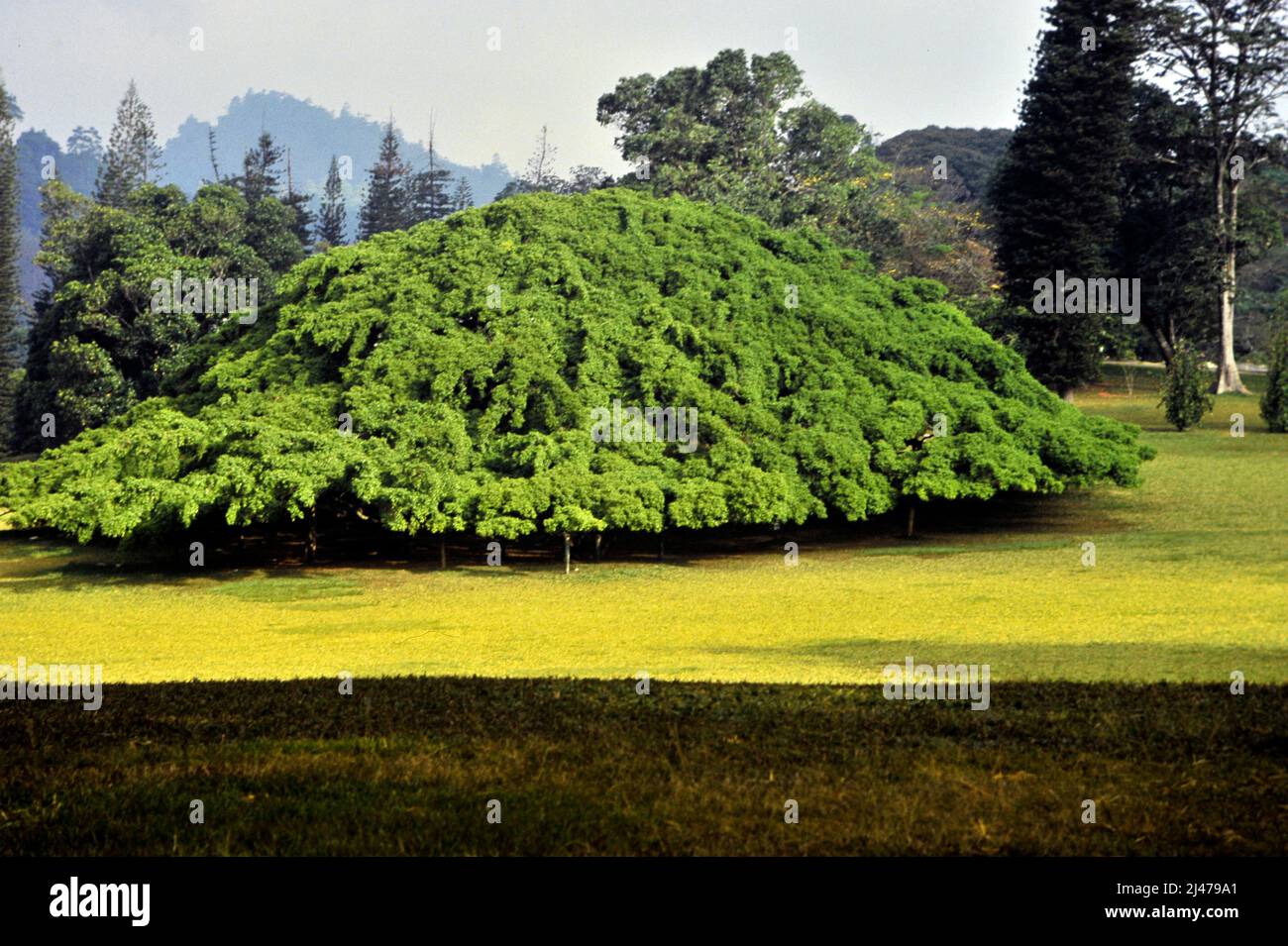 Riesiger wald -Fotos und -Bildmaterial in hoher Auflösung – Alamy