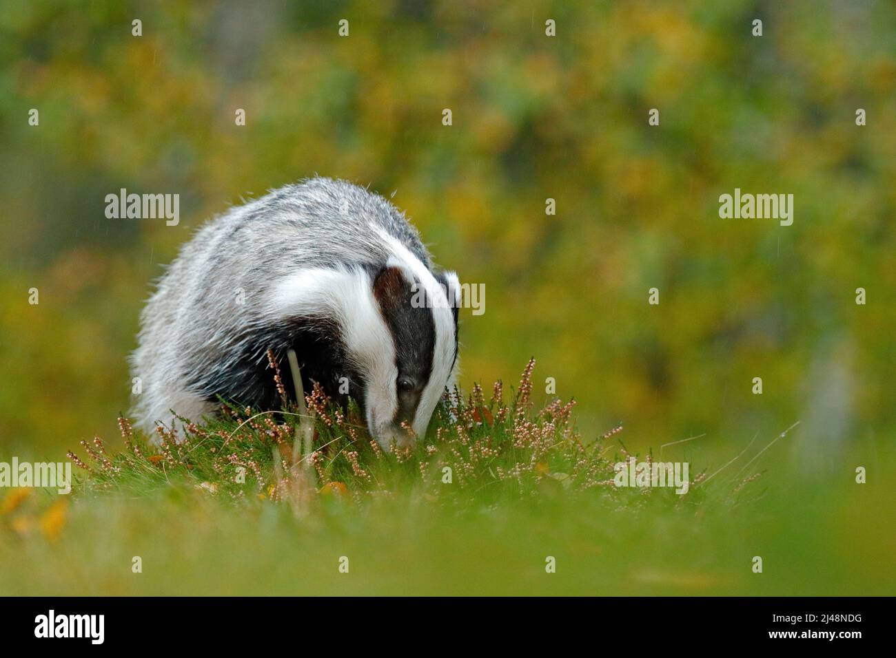Dachs im Wald, Tiernaturlebensraum, Deutschland, Europa. Wildtierszene ...