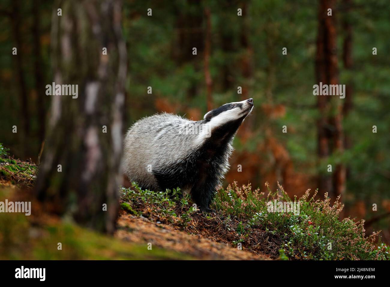 Dachs im Wald, Tiernaturlebensraum, Deutschland, Europa. Wildtierszene ...
