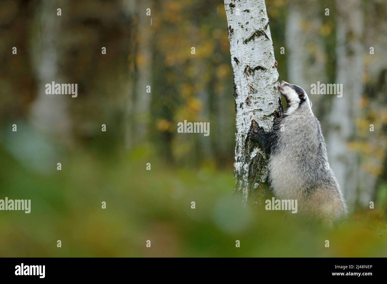 Dachs im Wald, Tiernaturlebensraum, Deutschland, Europa. Wildtierszene ...
