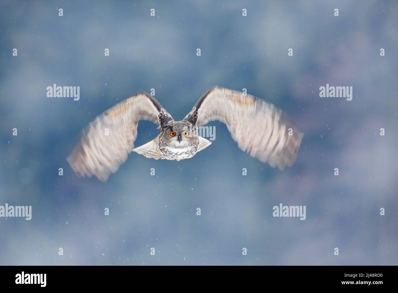 Fliegende eurasische Eule mit offenen Flügeln und Schneeflocke im verschneiten Wald im kalten ...