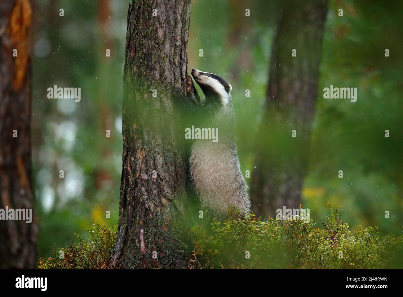 Dachs im Wald, Tiernaturlebensraum, Deutschland, Europa. Wildtierszene ...