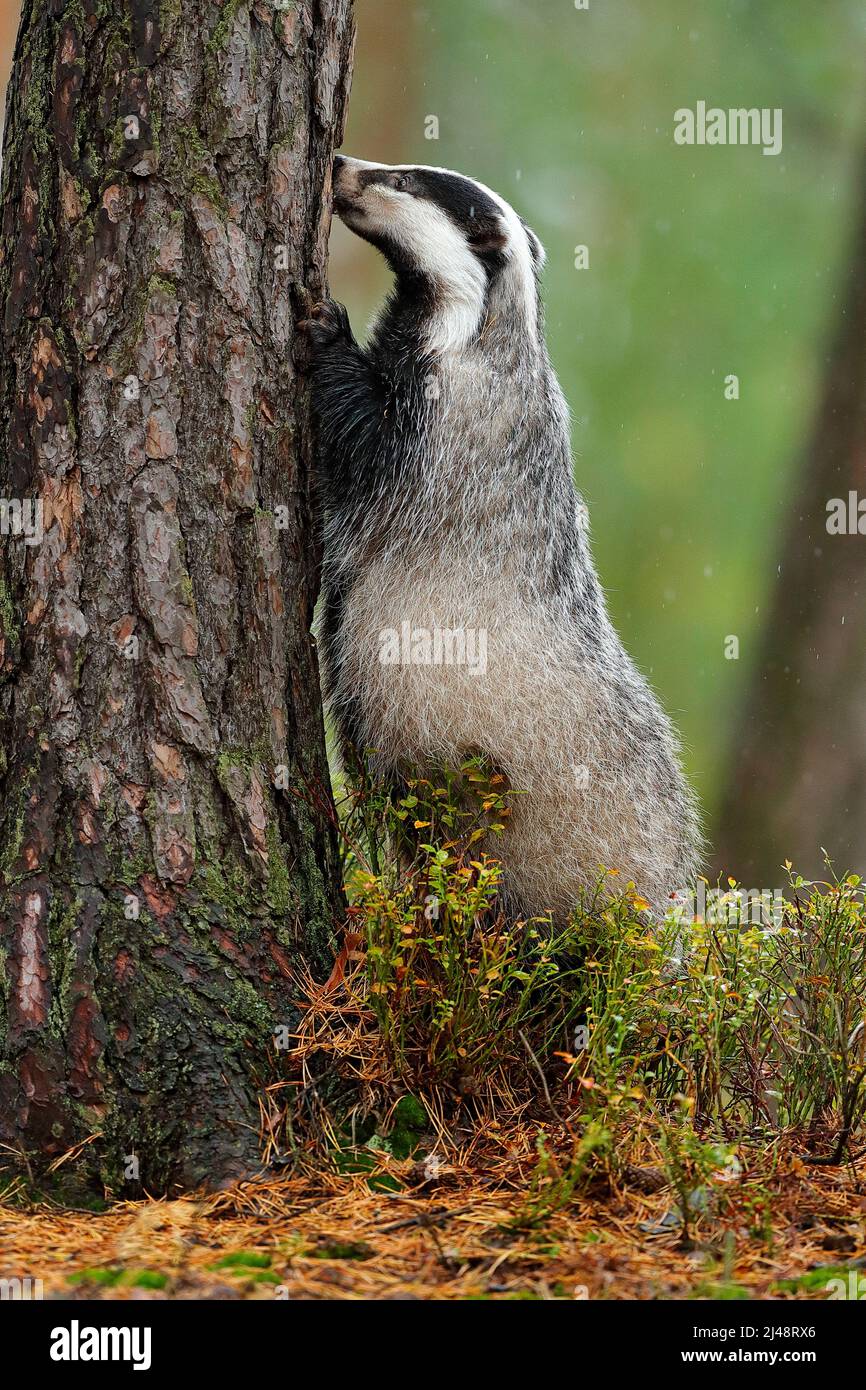 Dachs im Wald, Tiernaturlebensraum, Deutschland, Europa. Wildtierszene ...
