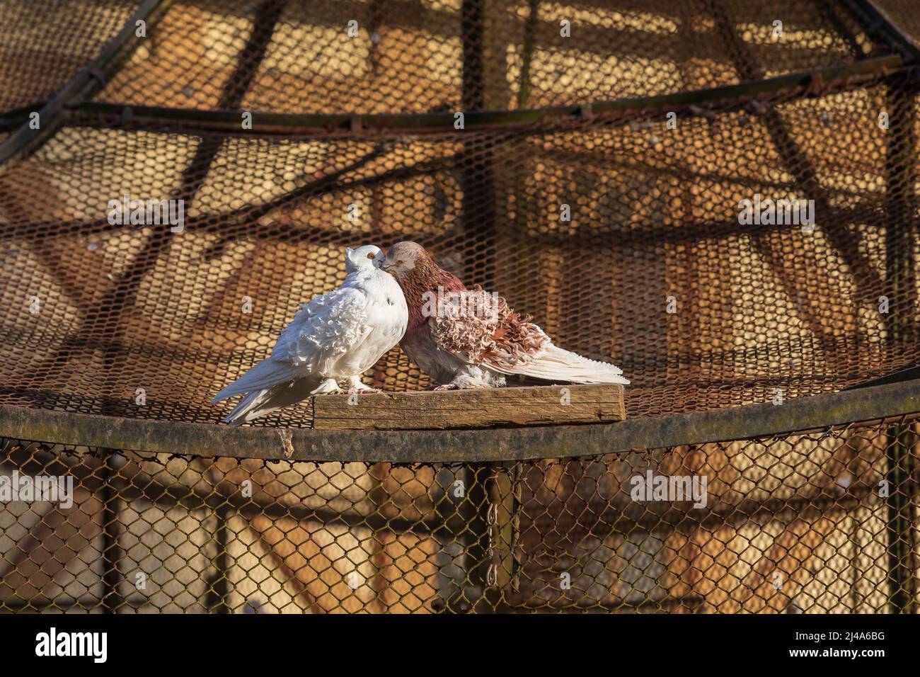 Paarungszeit der taube -Fotos und -Bildmaterial in hoher Auflösung – Alamy