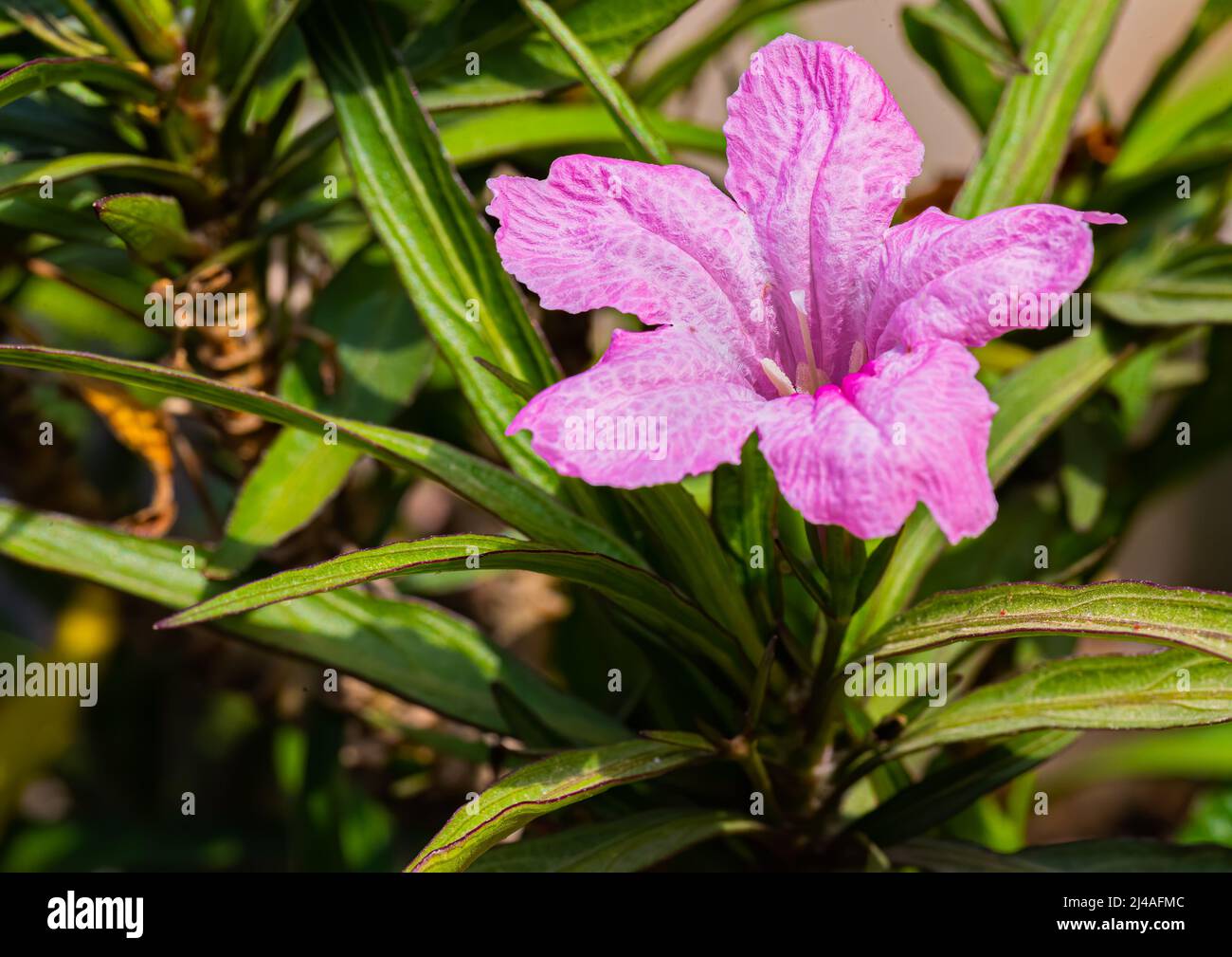 Ruellia simplex -Fotos und -Bildmaterial in hoher Auflösung – Alamy