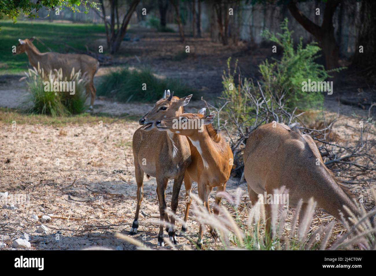 Kopf der antilopen -Fotos und -Bildmaterial in hoher Auflösung – Alamy