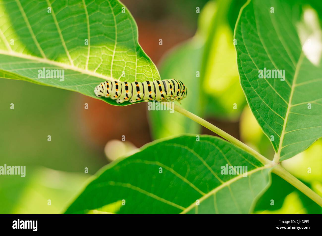 Gelbe und schwarze raupe mit punkte -Fotos und -Bildmaterial in hoher ...