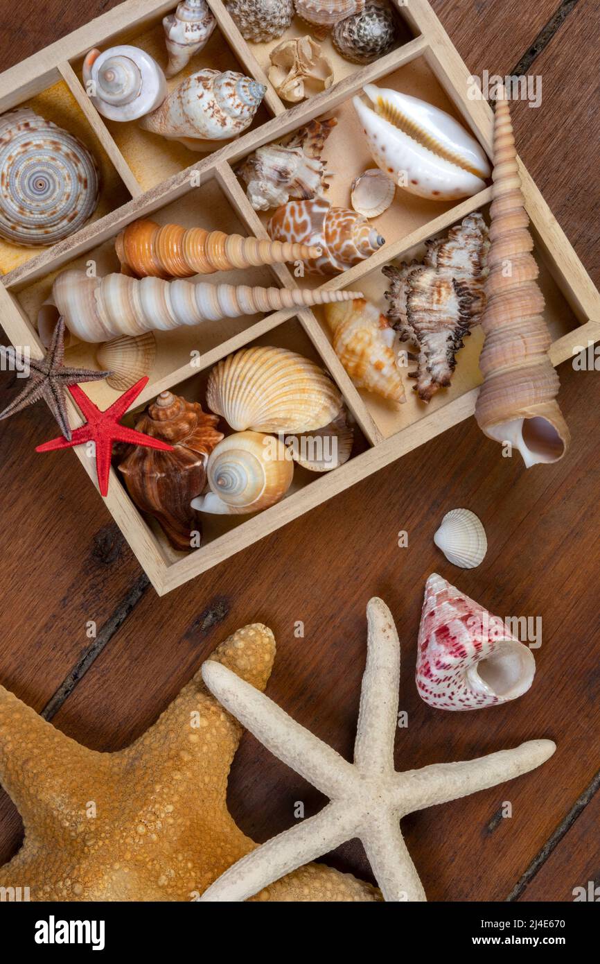 Sammlung von Muscheln - Eine Muschel ist in der Regel das Exoskelett ...