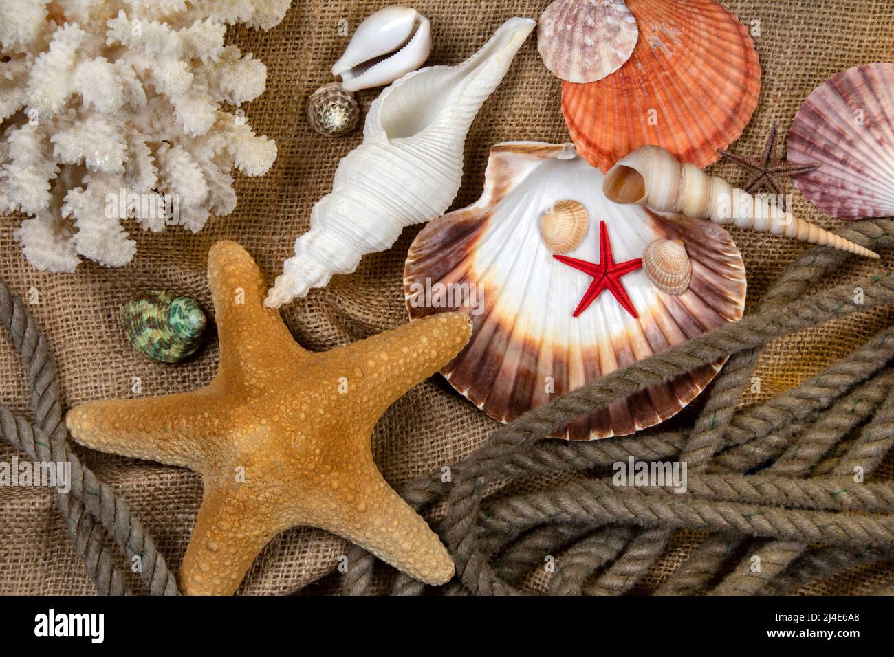 Sammlung von Muscheln - Eine Muschel ist in der Regel das Exoskelett ...