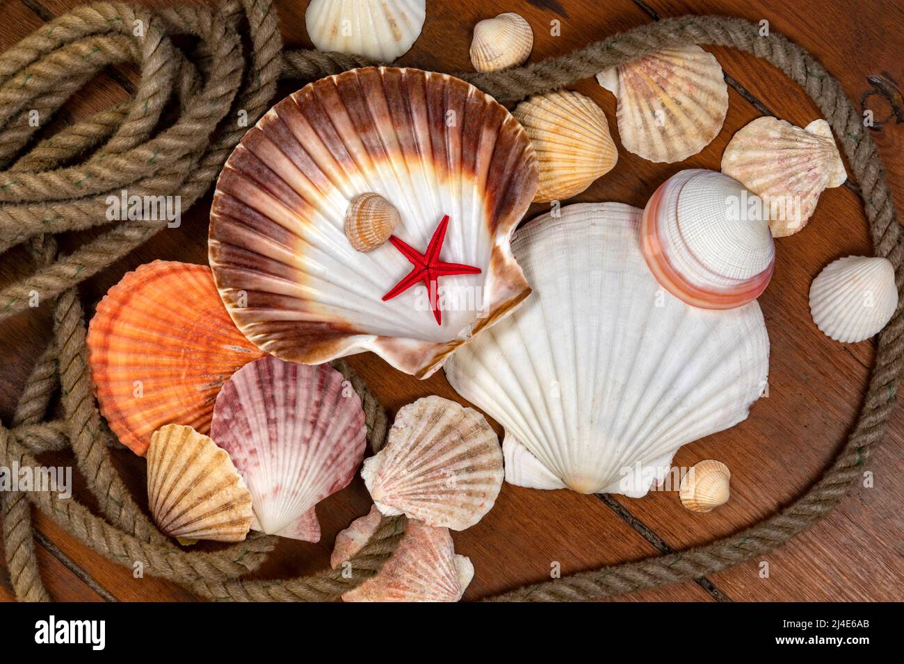 Sammlung von Muscheln - Eine Muschel ist in der Regel das Exoskelett ...
